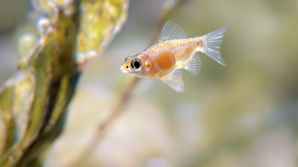 How to Identify and Save Newly Hatched Fry - Duffy Street